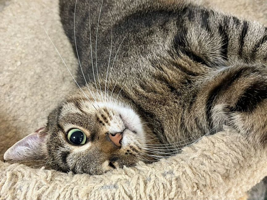 Игривая ласковая кошка
