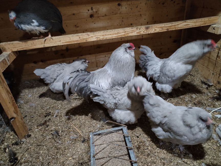 Семья Амераукана лаванда