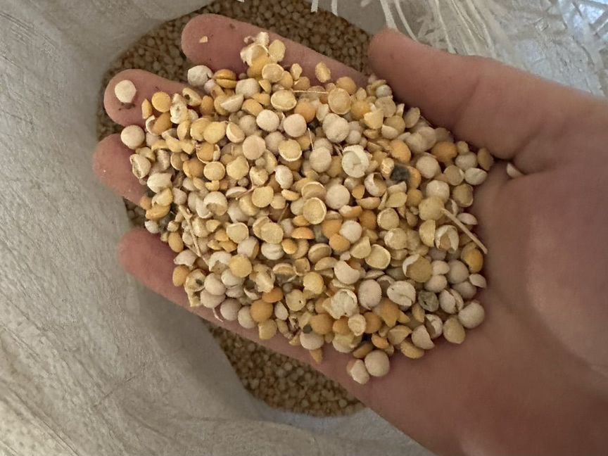 Горох колотый, половинки