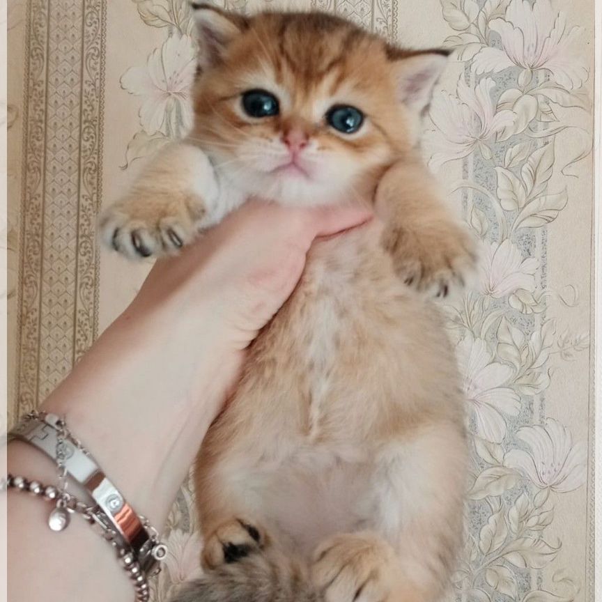 Шотландские золотые котодетки