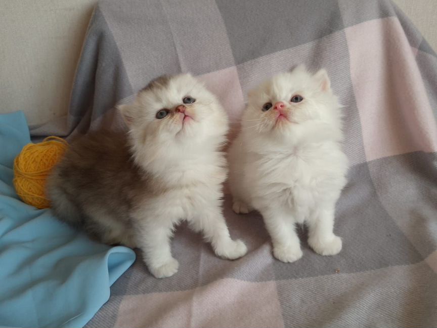 Шотландские прямоухие котята