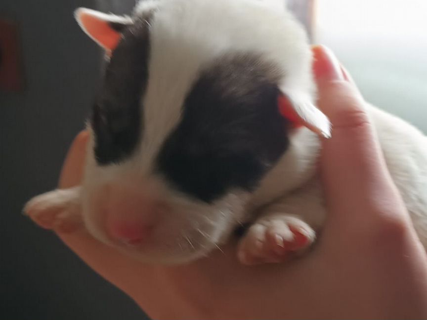 Щенки в самые добрые руки