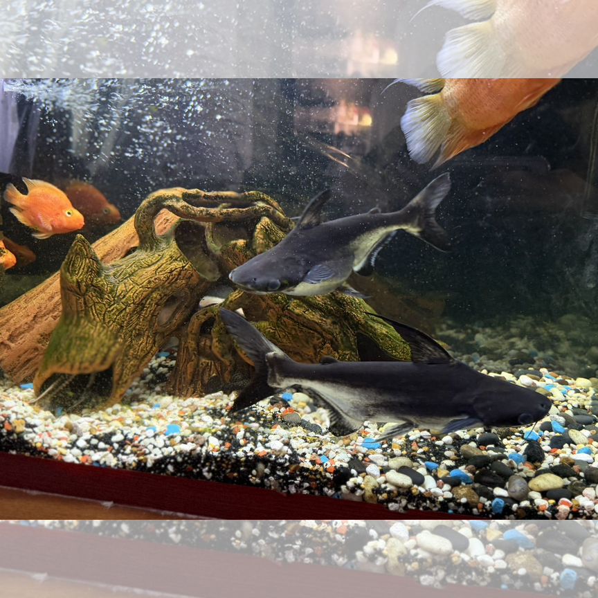 Рыба пангасиус