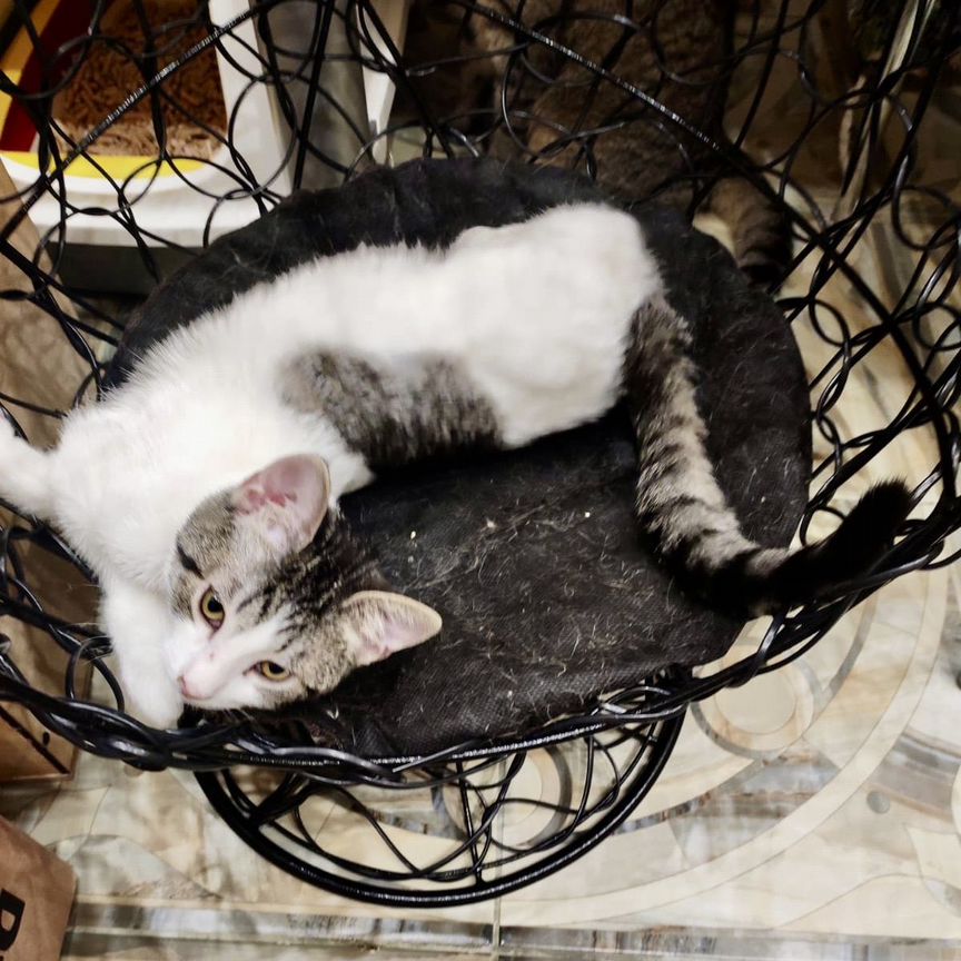 Маленькая кошечка девочка в добрые руки