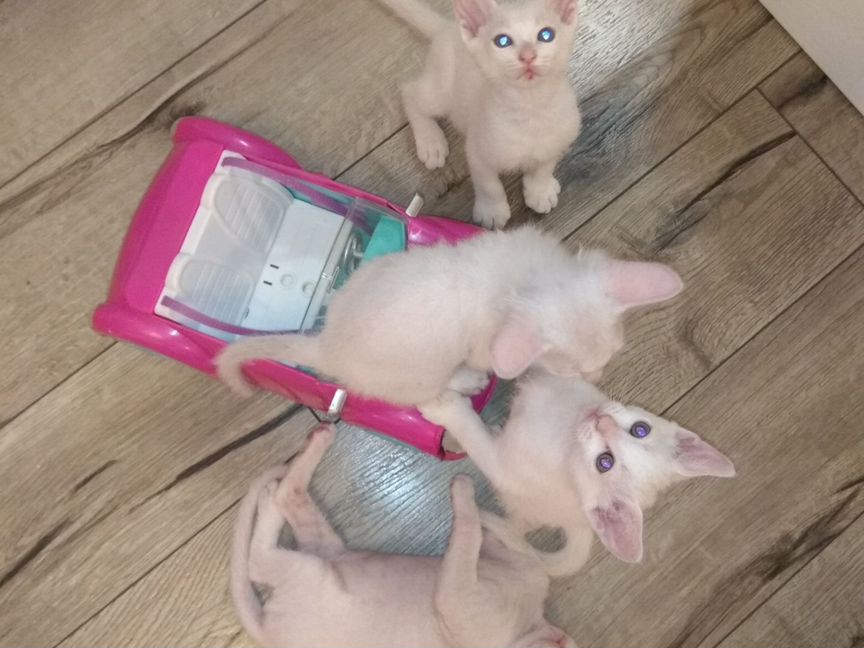 Белые котята