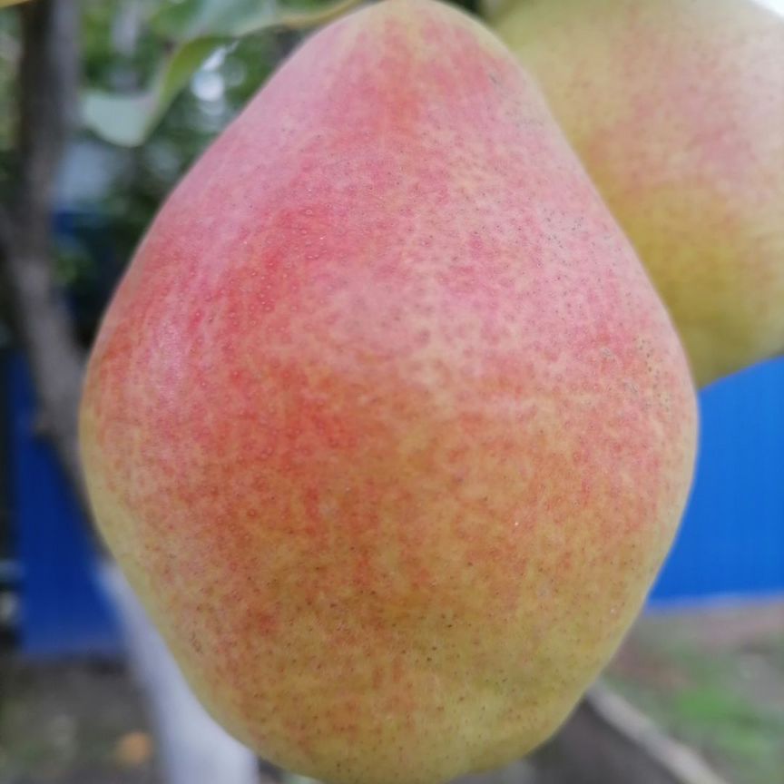 Продам груши