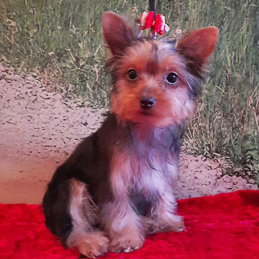 Йоркширский терьер, щенок