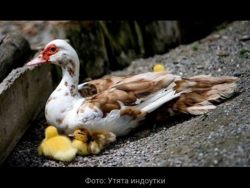 Мускусные утята