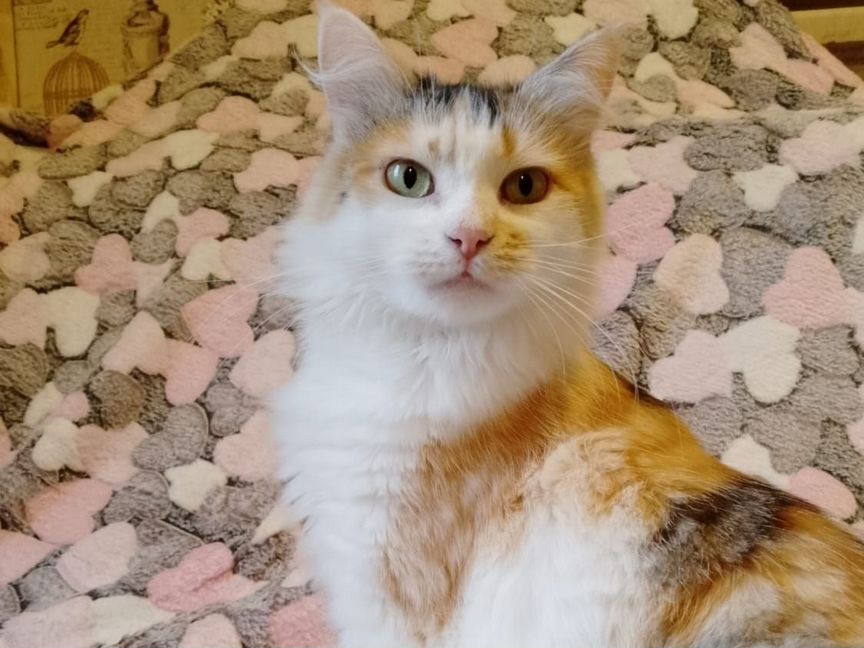 Кошка
