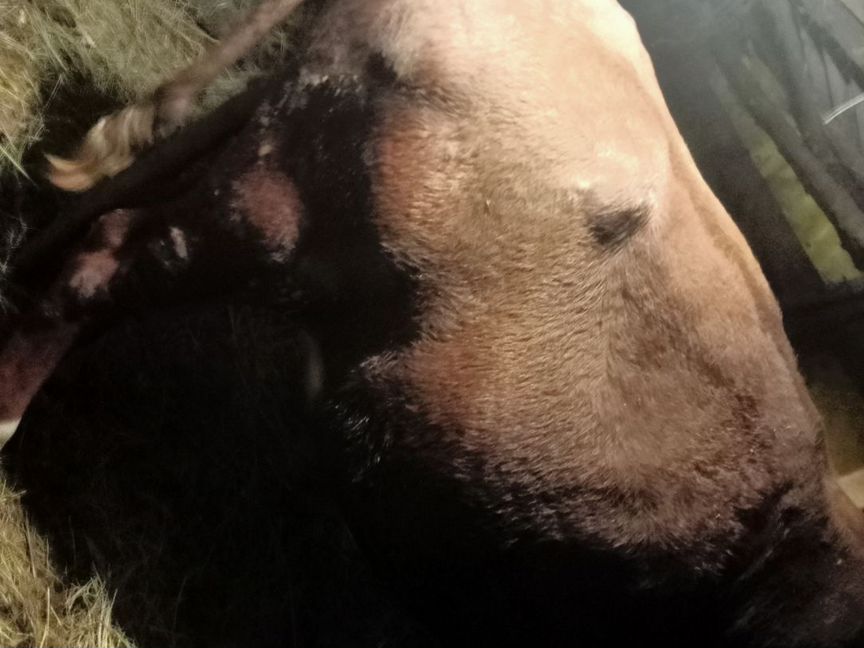 Быки на мясо живым весом