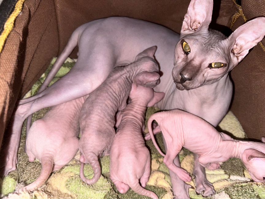 Котята сфинкс