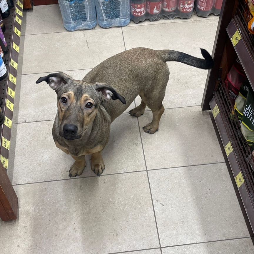 Умный пес в добрые руки