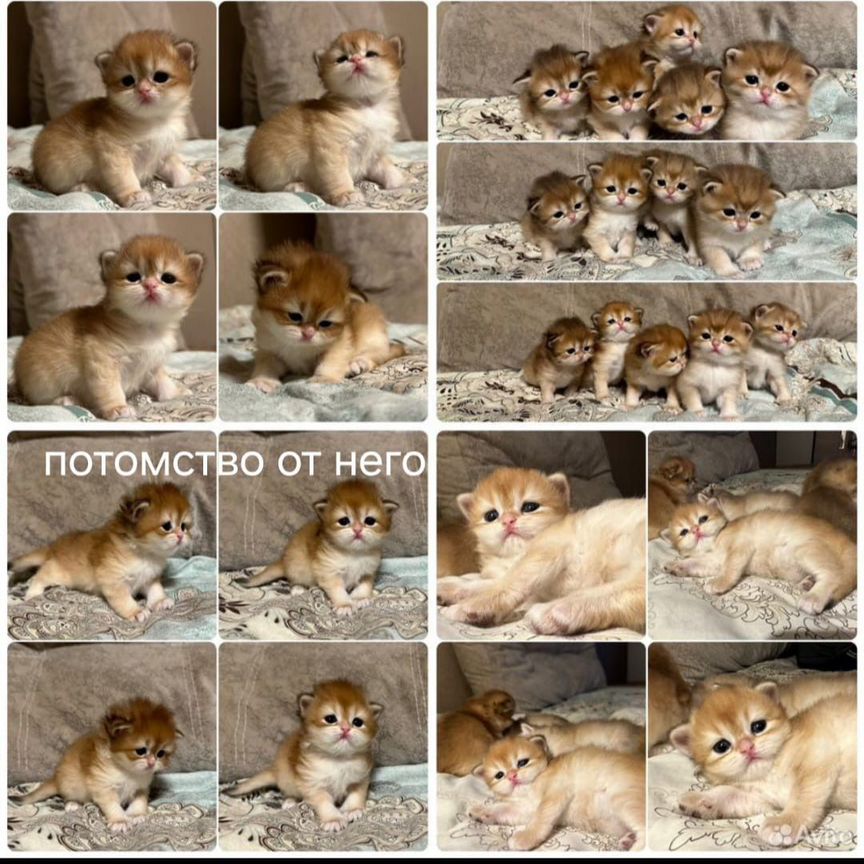 Золотая шиншилла котята