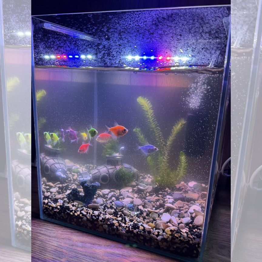 Аквариум с рыбками