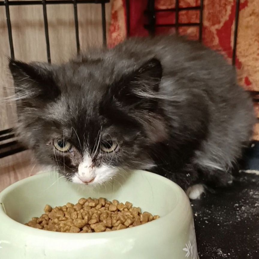 Очень нужна семья для девочки, 2месяца