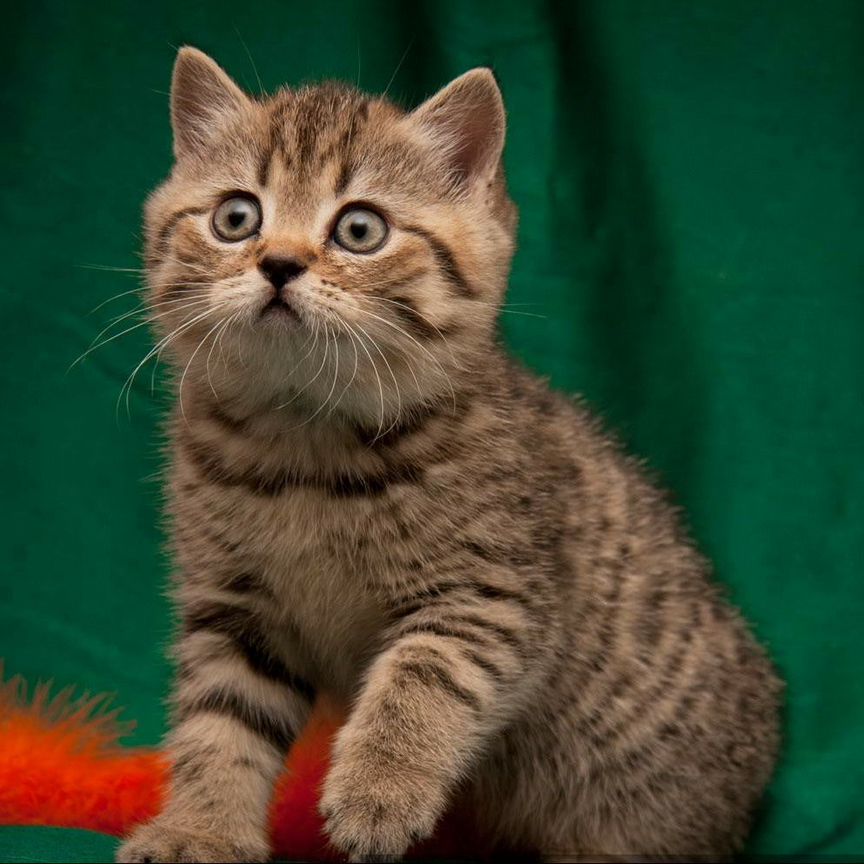 Британские котята