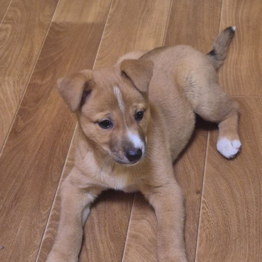 Американский стаффордширский терьер, щенок