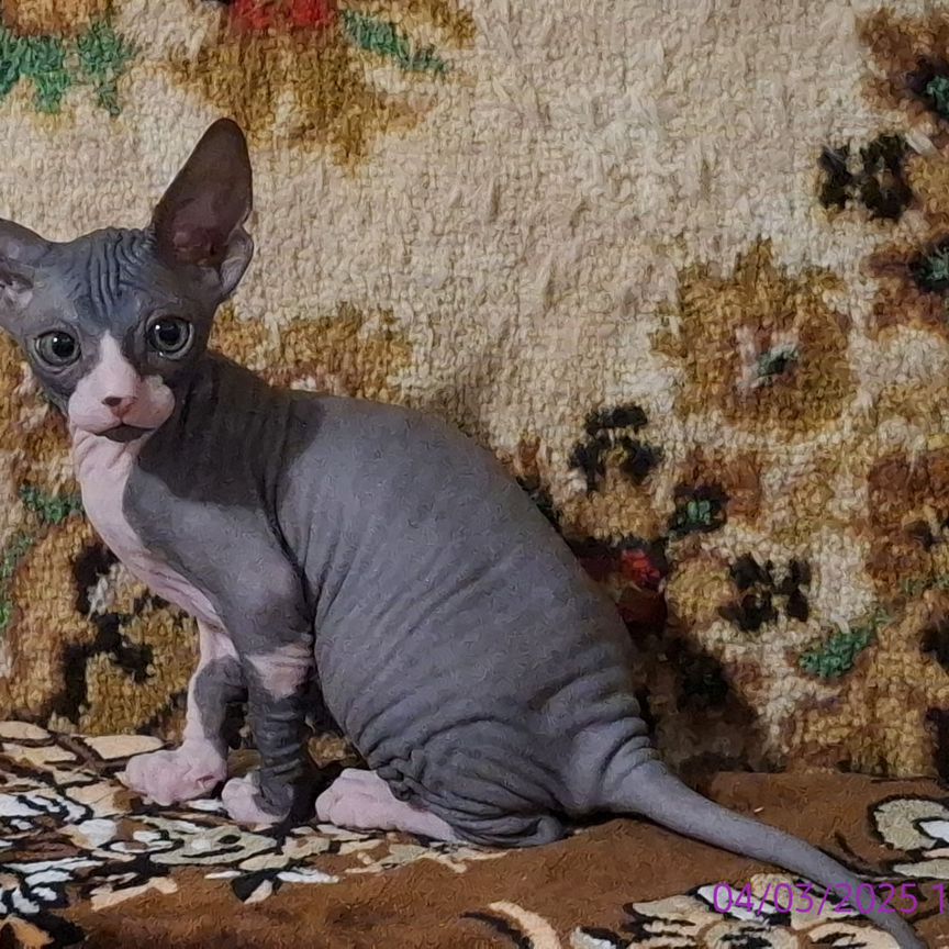 Донской сфинкс котята