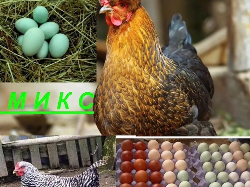 Инкубационное Яйцо Доминант цветной РФ