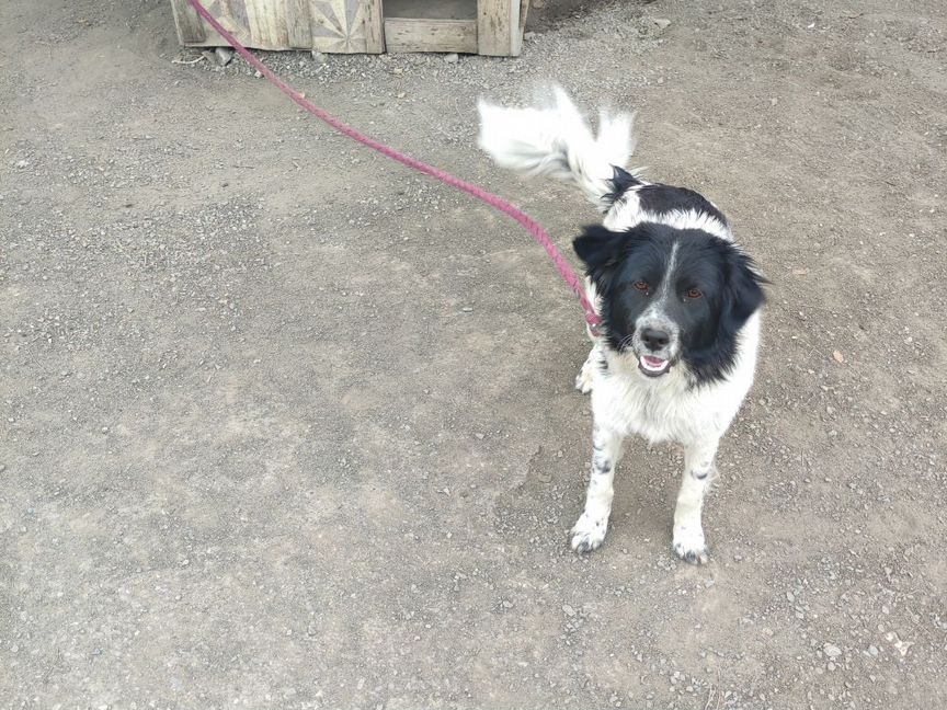 Сторожевой пёс