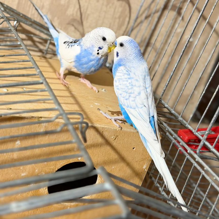 Попугай вместе клетки