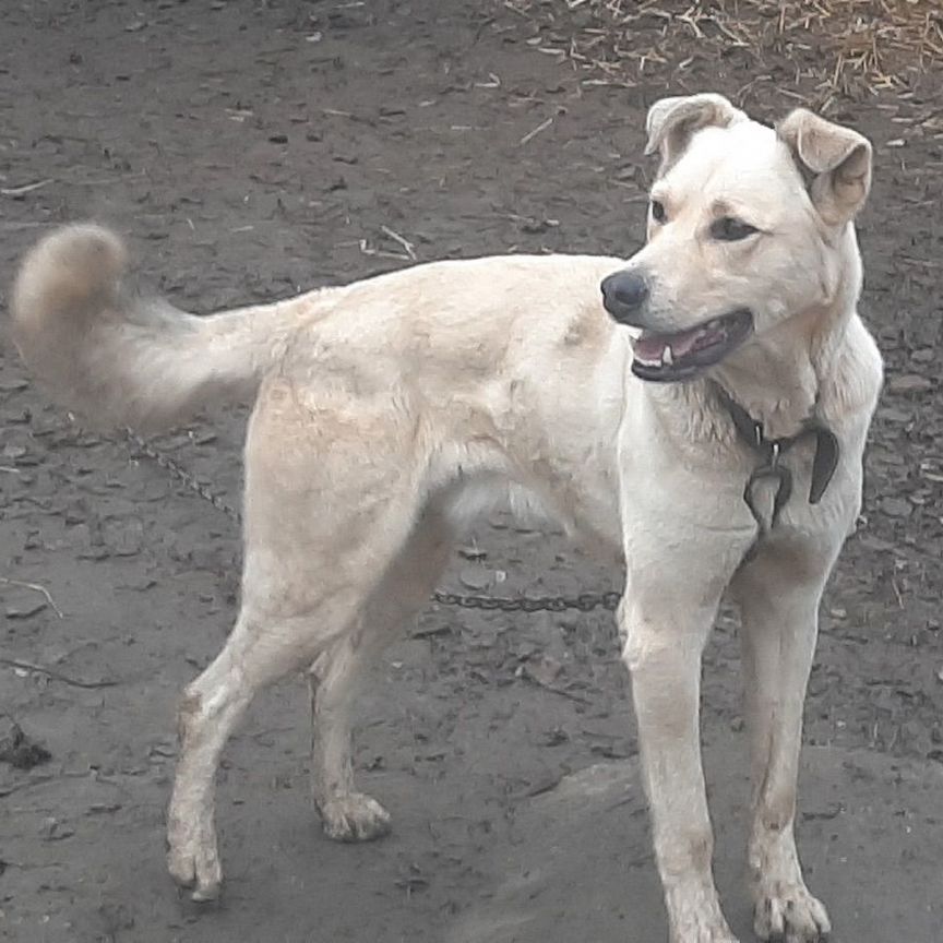 Взрослая собака в добрые руки