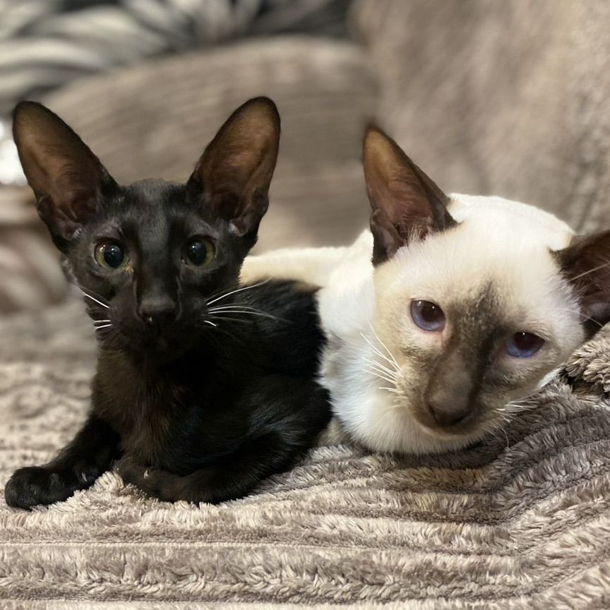 Ориентальный котёнок