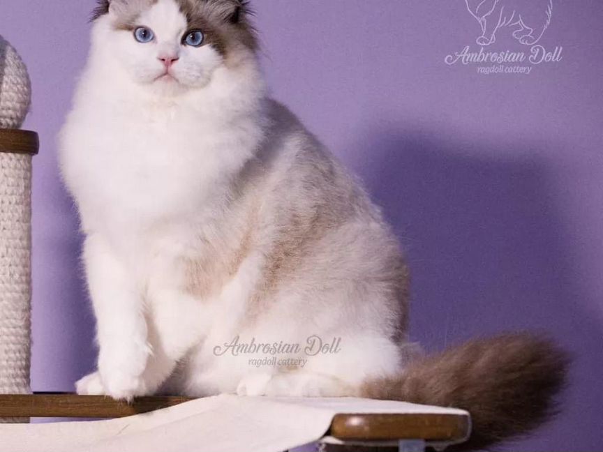 Котенок Рэгдолл