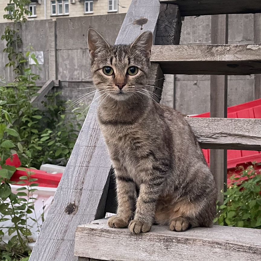 Молодая кошечка, 1 год
