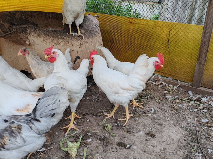 Молодые петушки