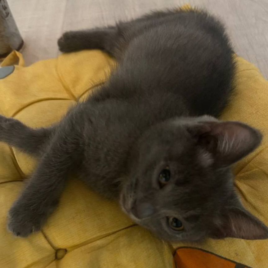 Котёнок в добрые руки