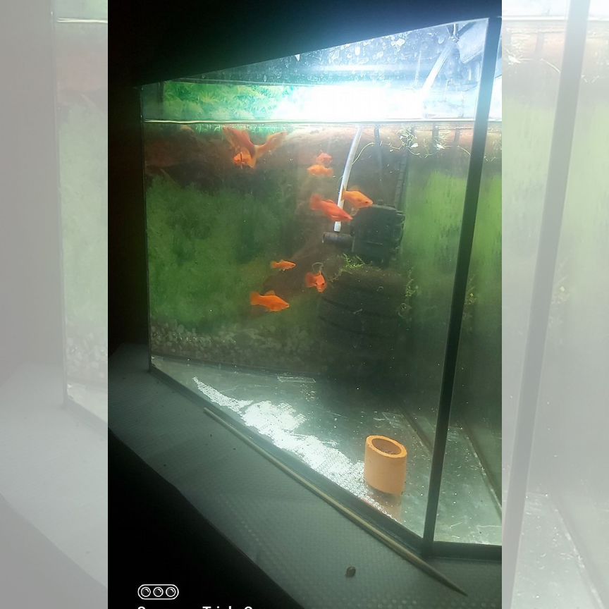 Меченосцы красные