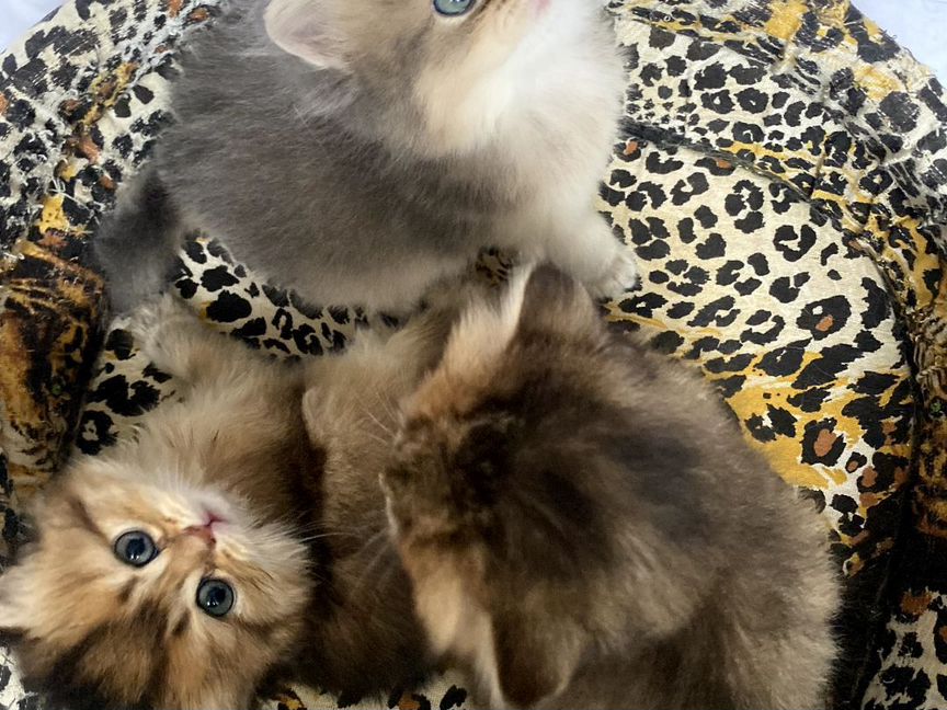 Британская золотая шиншилла длинношерстная