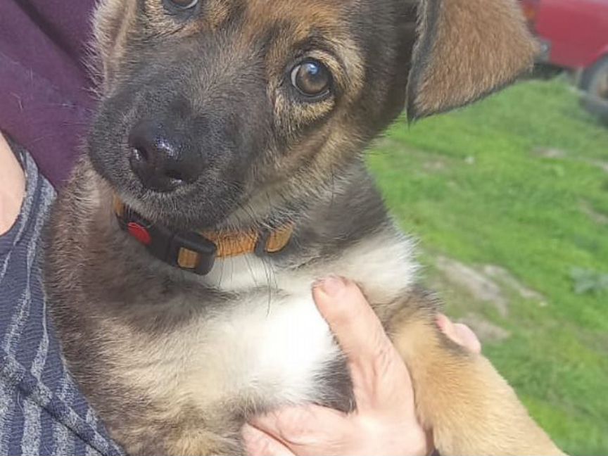 Нашли щенка