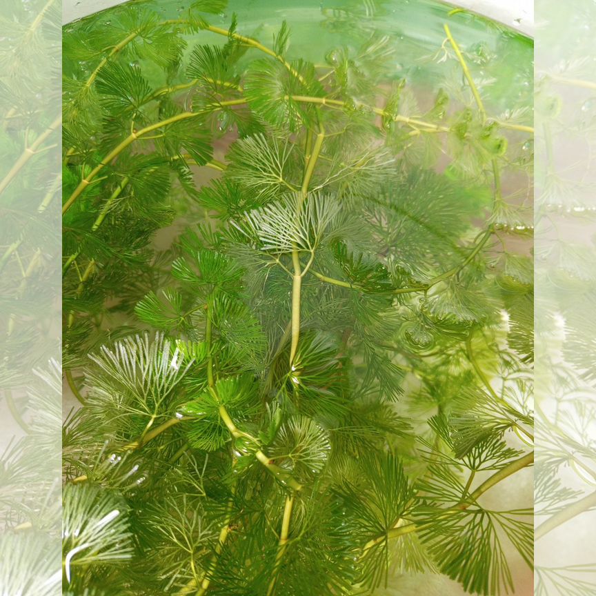 Аквариумные растения. Кабомба каролинская. Ветки