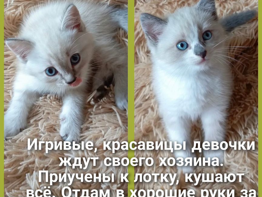 Очаровательные голубоглазые котята от умницы мамы