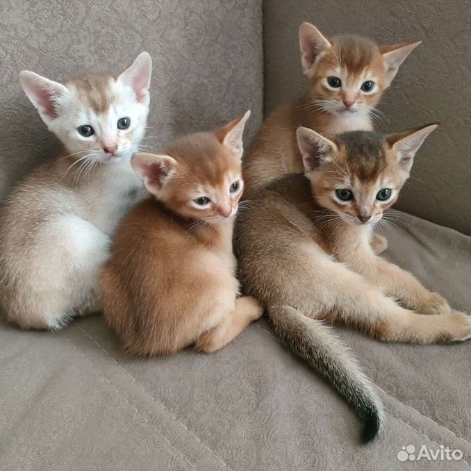 Котята (Абиссинская порода)