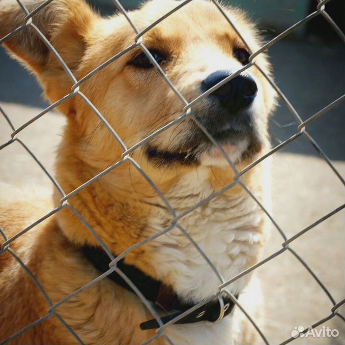 Красавчик Робин ищет семью