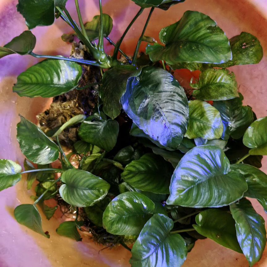 Аквариумное растение