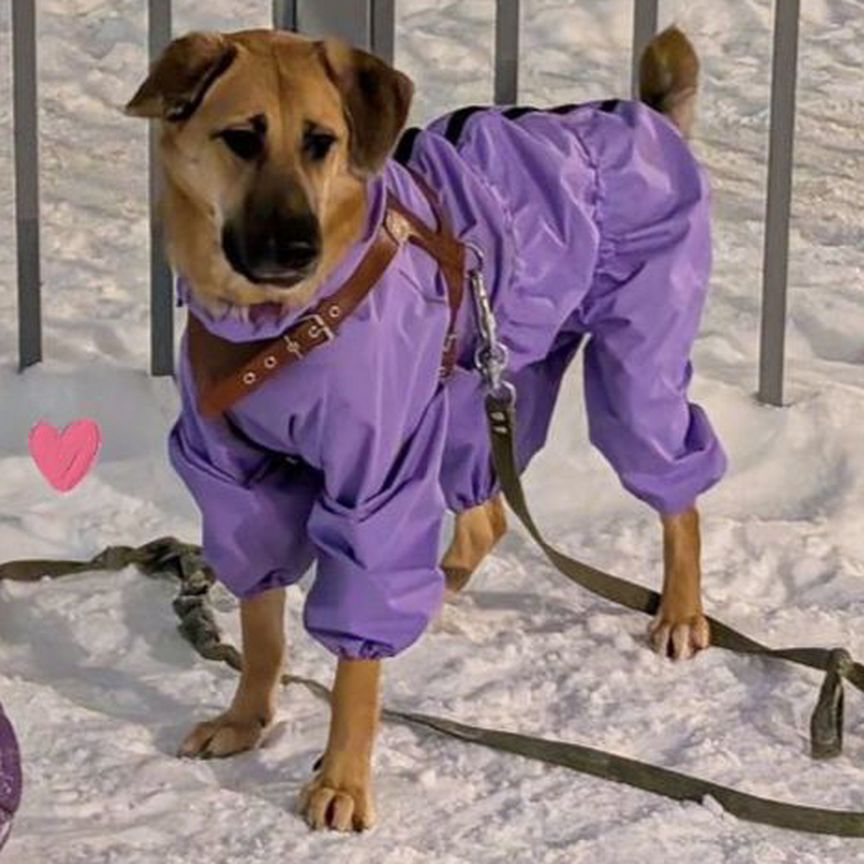 Взрослая собака в добрые руки