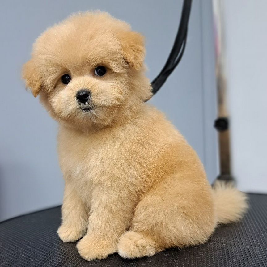 Мальтипу, щенок