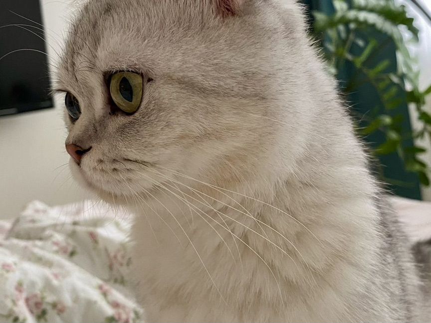 Британский кот