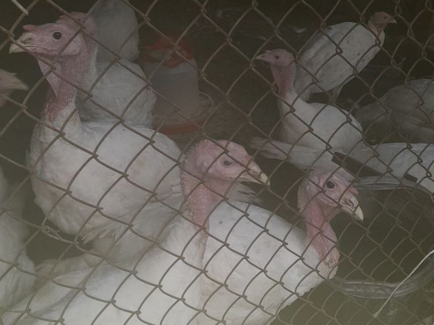 Индюки домашние