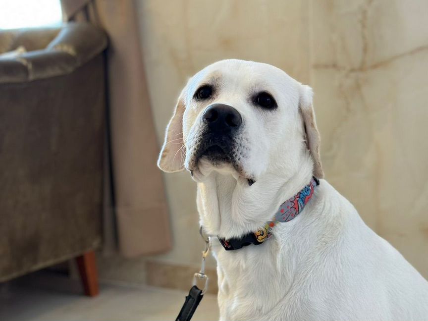 Отдам лабрадора