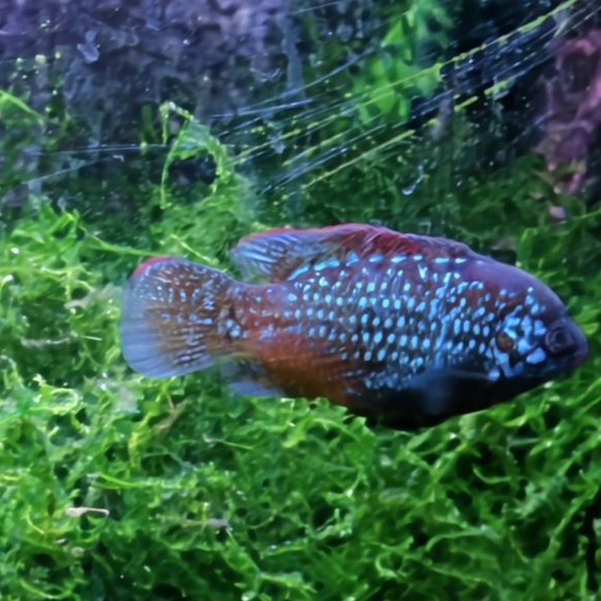 Яванский мох. Аквариумное растение