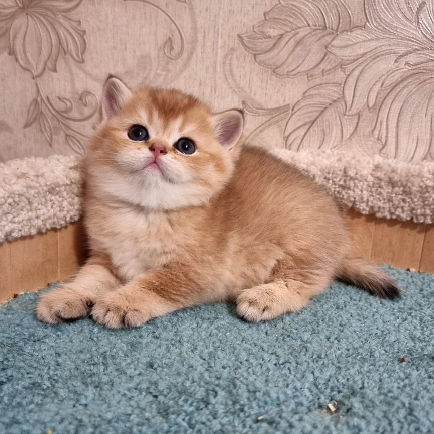 Британский золотой мальчик