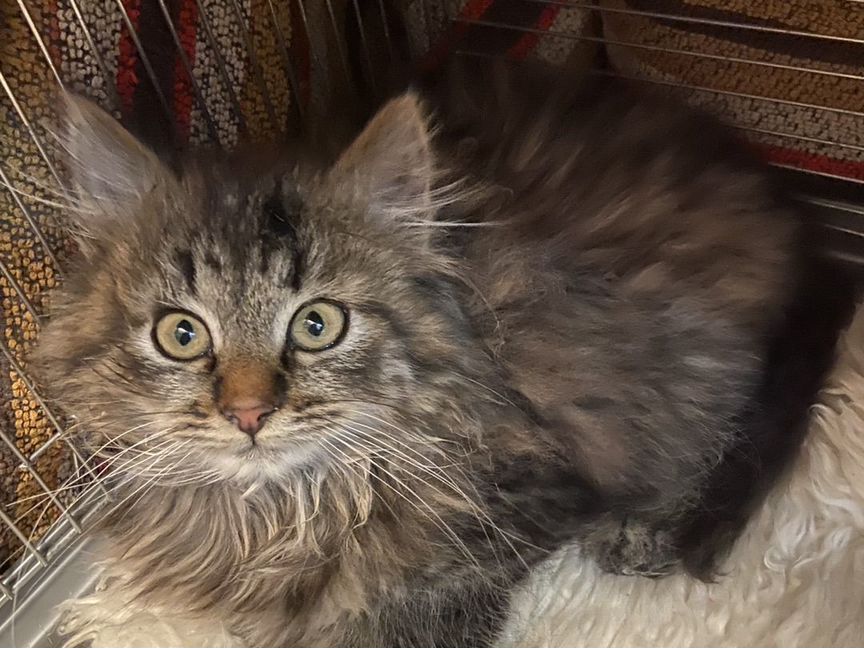 Сибирские котята в добрые руки