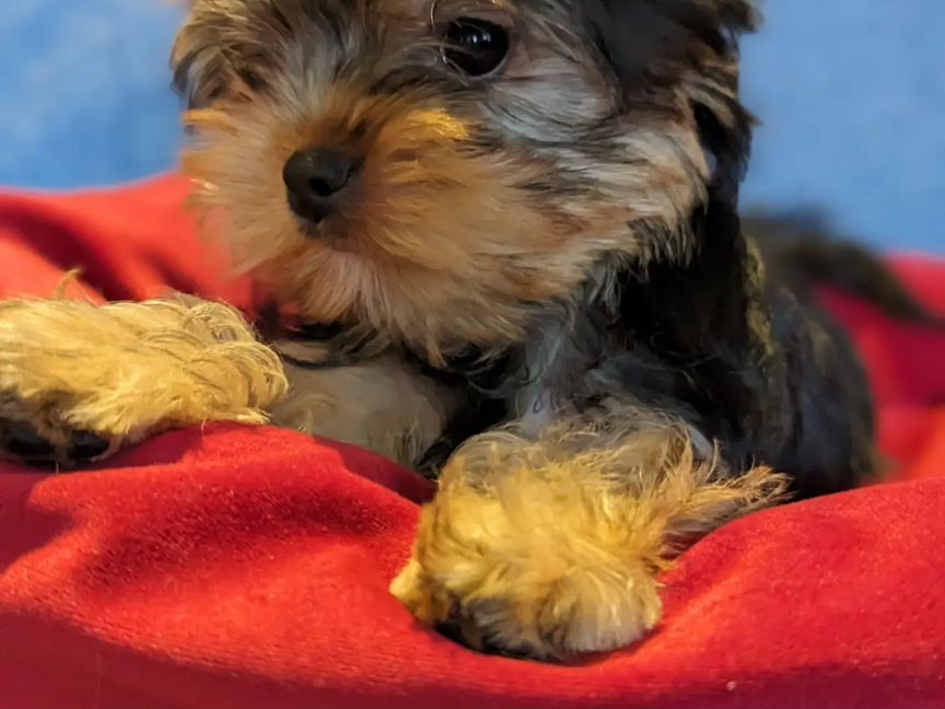 Йоркширский терьер щенки