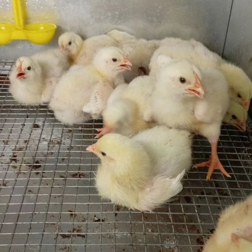 Цыплята бройлеры росс 308