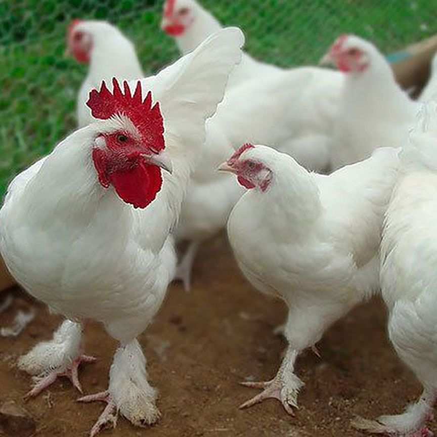 Куры и петухи Мараны и Бресс Гальские